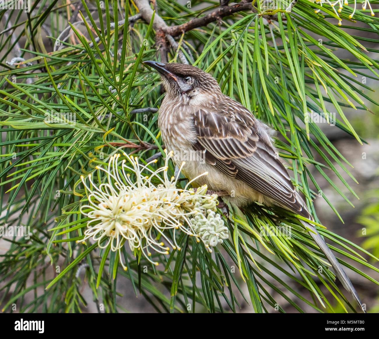 juvenile red Wattlebird (Anthochaera carunculata Stock Photo - Alamy