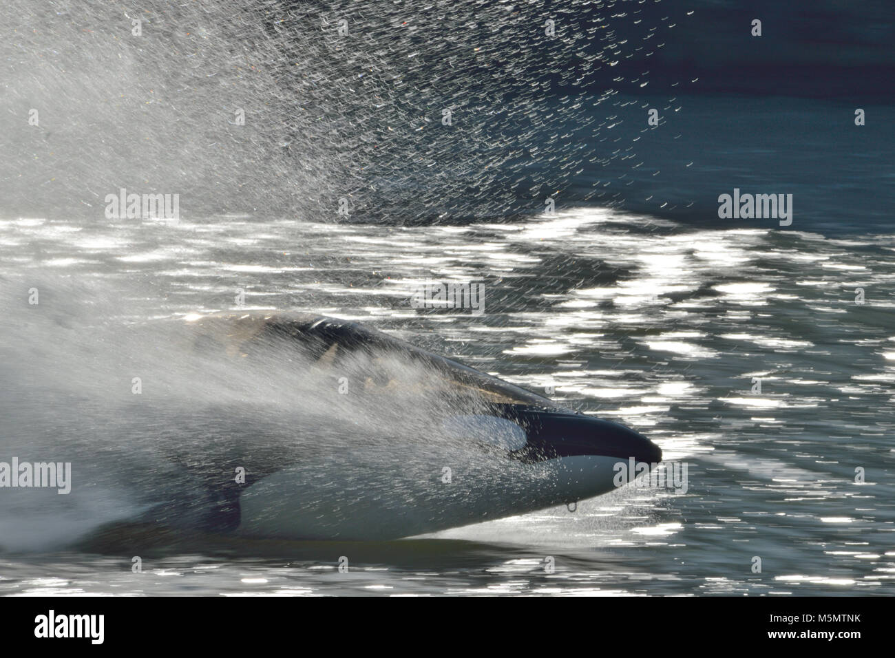 Predator Adventures offering thrill-rides in their Seabreacher ...