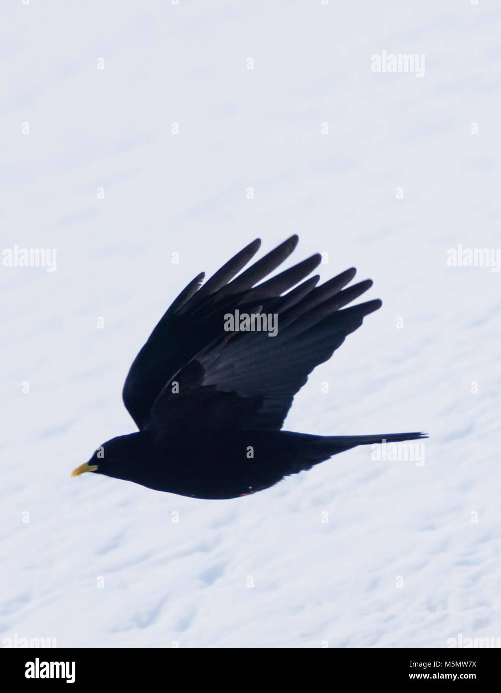 Alpine chough (Pyrrhocorax graculus) in flight during the winter in ...