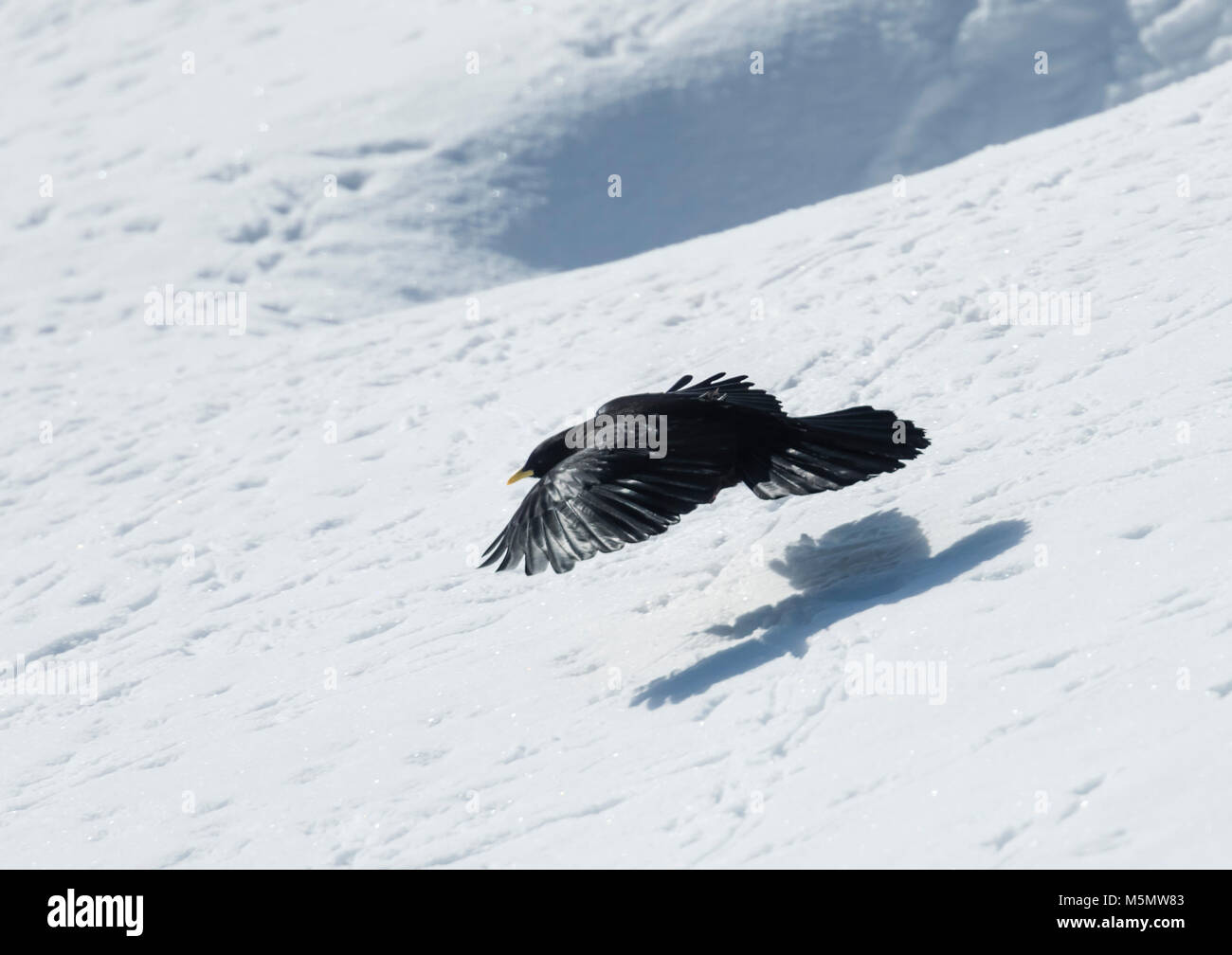 Alpine chough (Pyrrhocorax graculus) in flight during the winter in ...