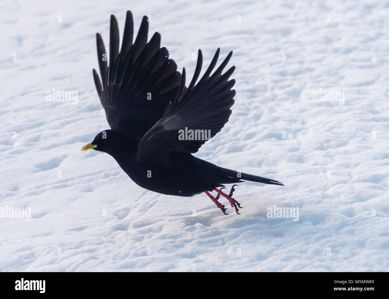 Alpine chough (Pyrrhocorax graculus) in flight during the winter in ...