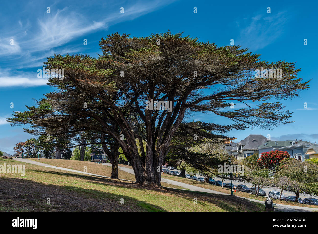 Trees in Alamo Square Park, San Francisco, CA, USA Stock Photo - Alamy