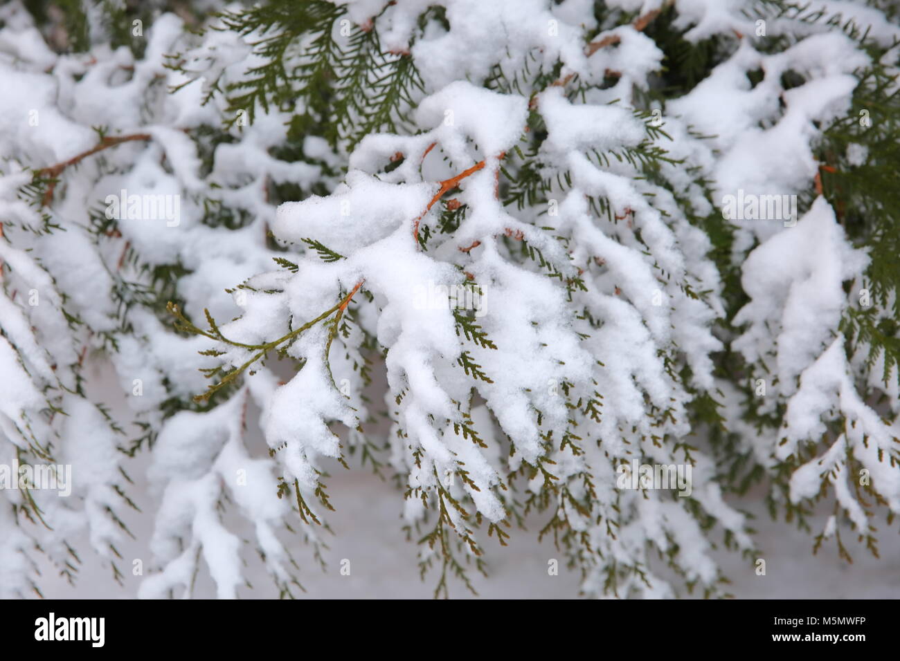 Coniferous trees covered with a layer of fresh snow is a beautiful and ...