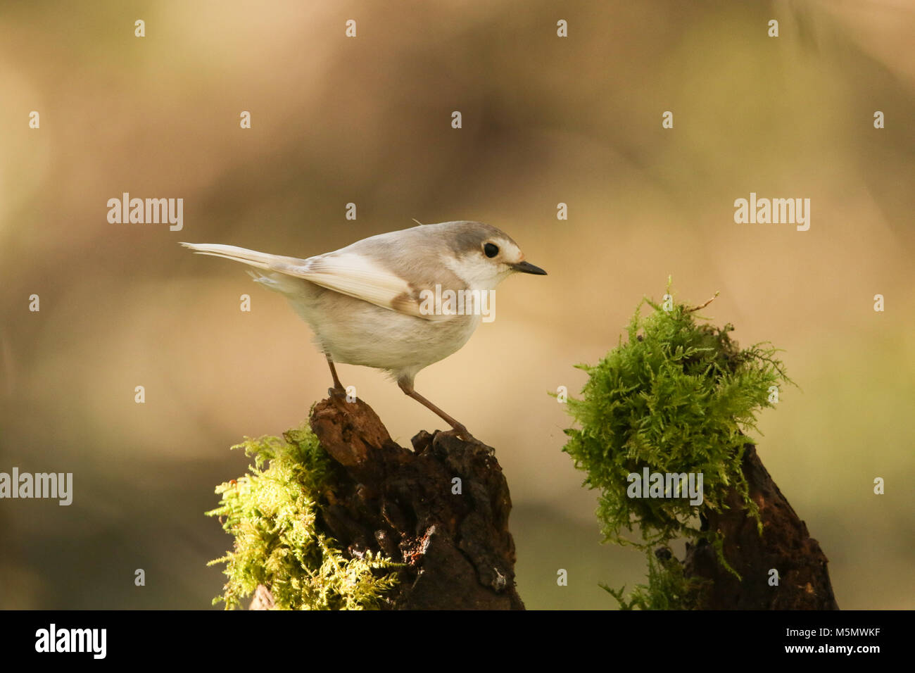 Leucistic robin hi-res stock photography and images - Alamy