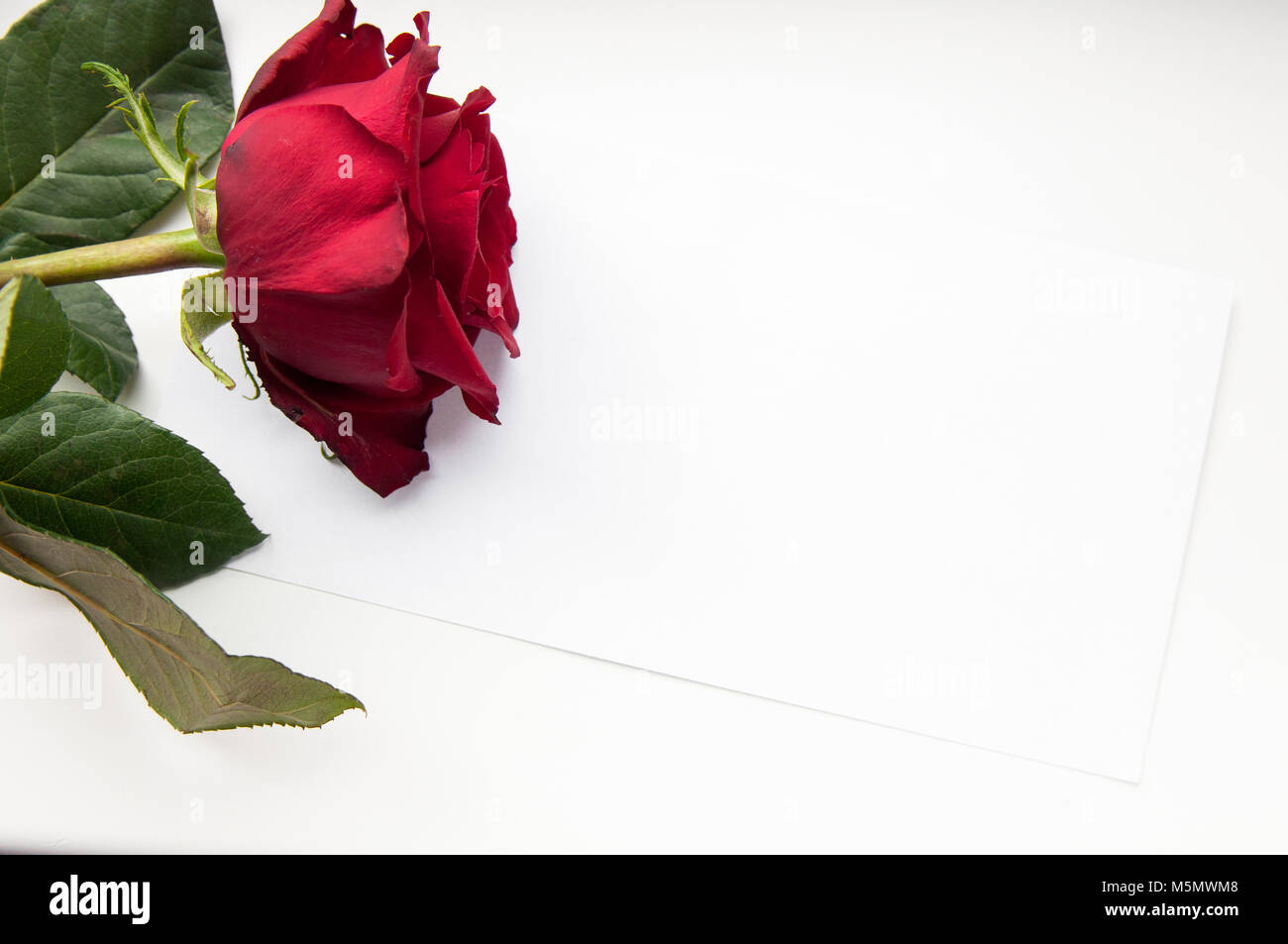 red rose and white sheet of paper Stock Photo - Alamy