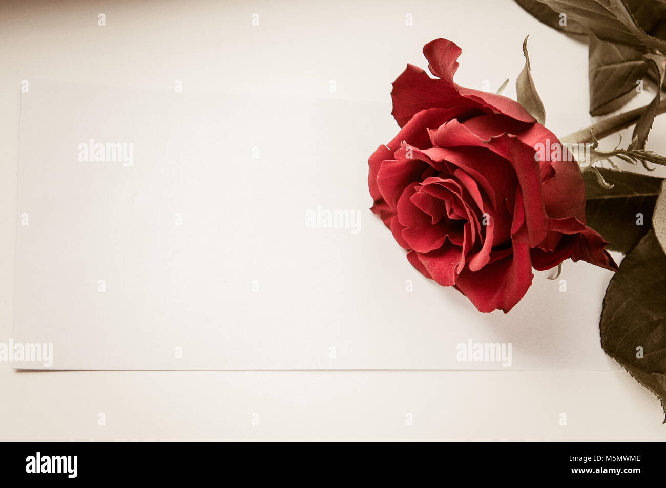 red rose and white sheet of paper Stock Photo - Alamy