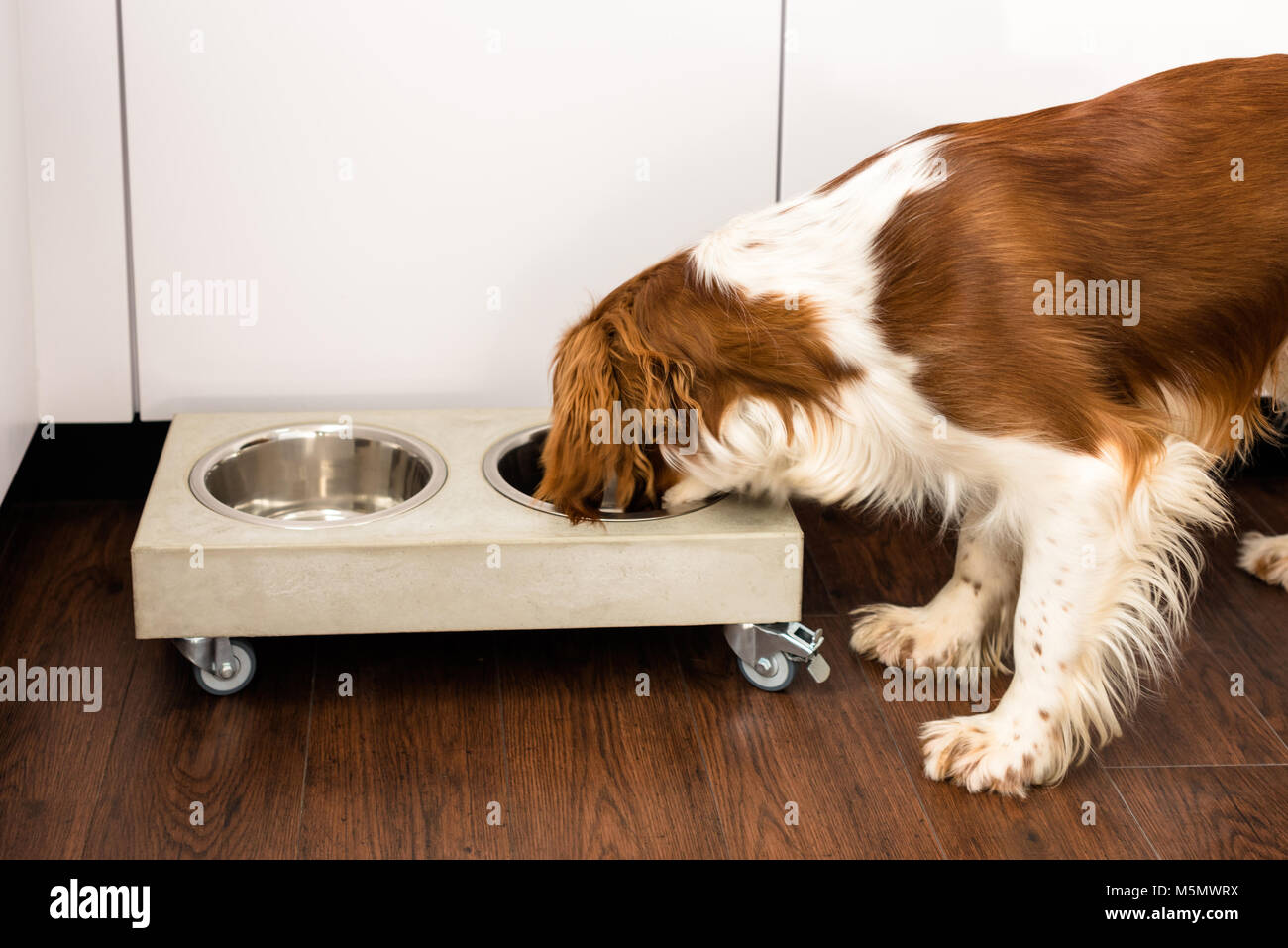 Springer Spaniel eating Stock Photo - Alamy