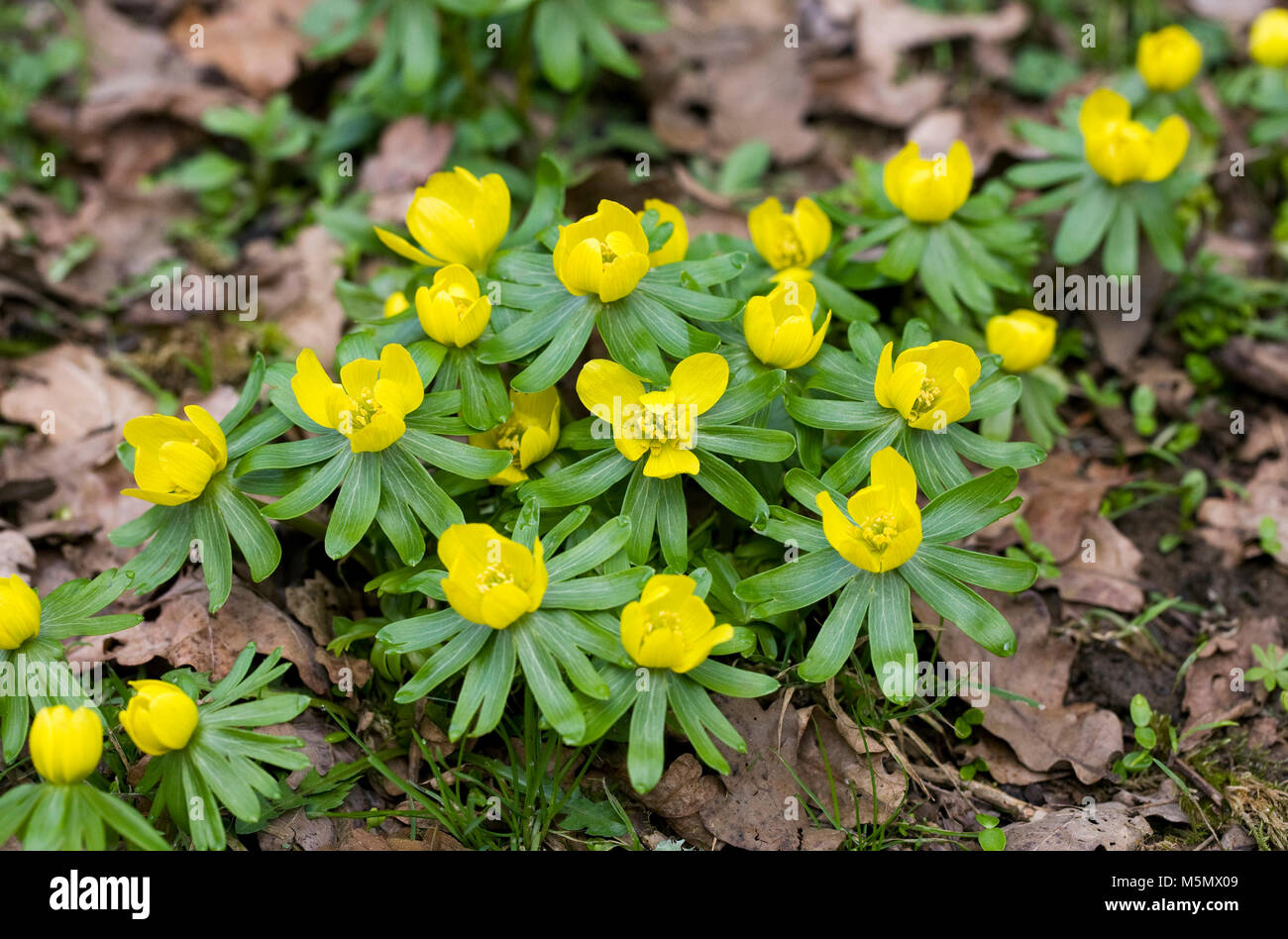 Eranthis hyemalis flower in Winter Stock Photo - Alamy