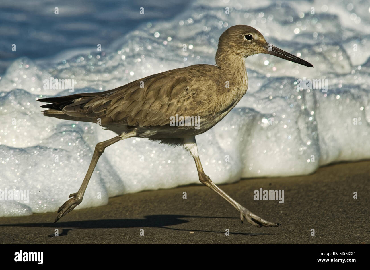 Running from a wave hi-res stock photography and images - Alamy