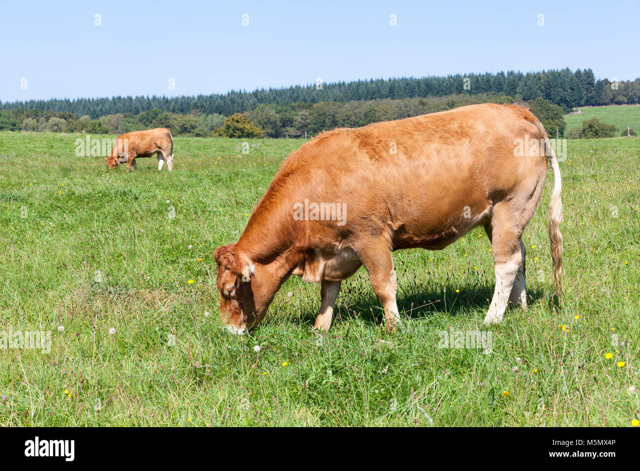 Brown Limousin beef cow, cattle grazing in lush green countryside ...