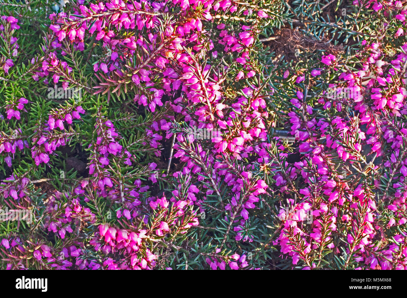 Bright magenta flowers hi-res stock photography and images - Alamy