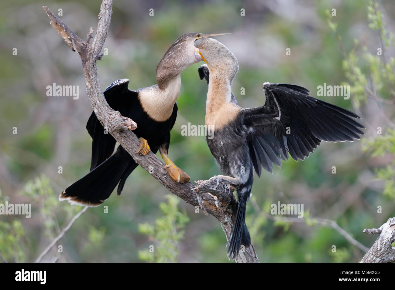 Anhinga - Venice, Florida Stock Photo - Alamy