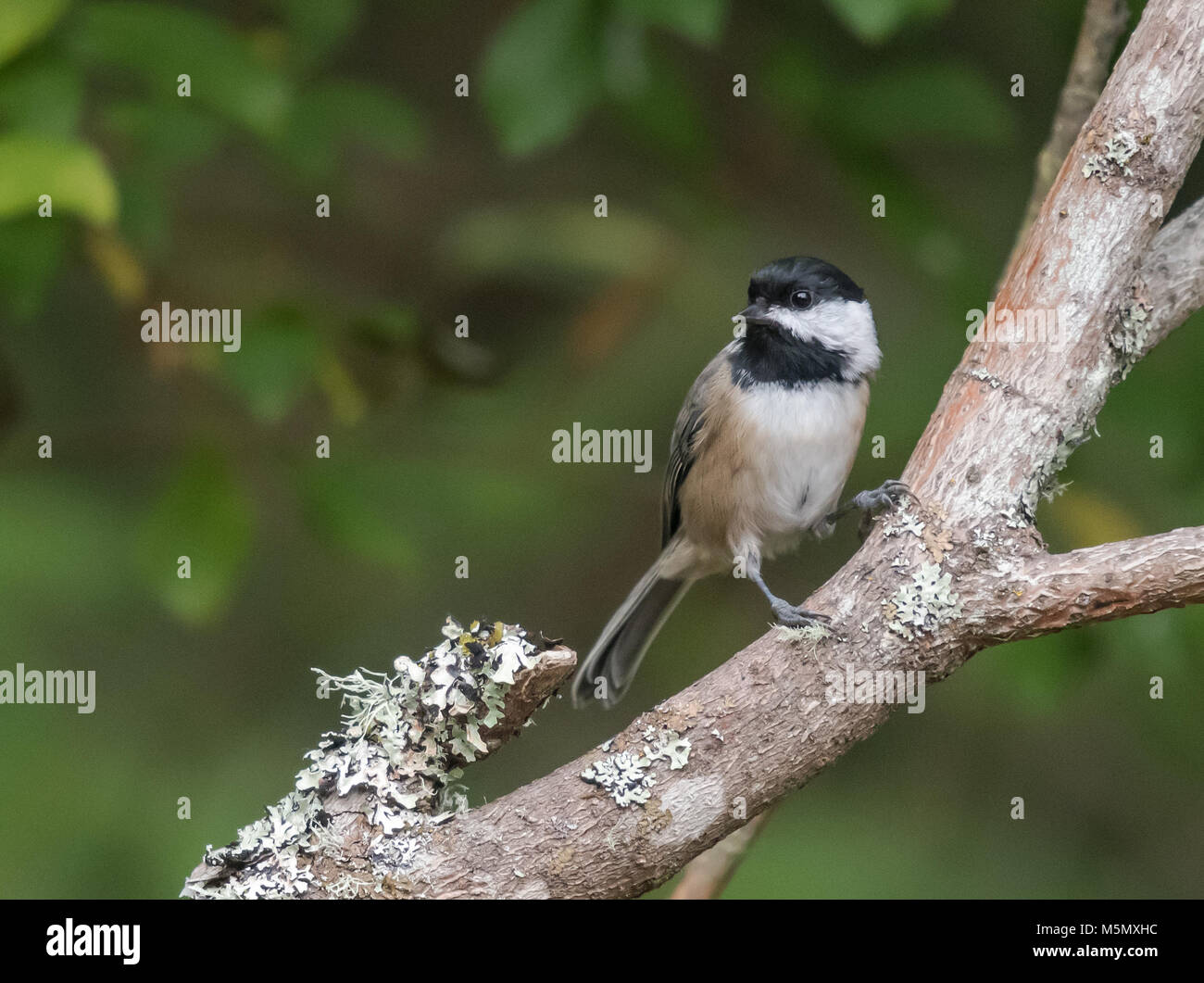 A Black-capped Chickadee (Poecile atricapillus) in a tree in Bellingham ...