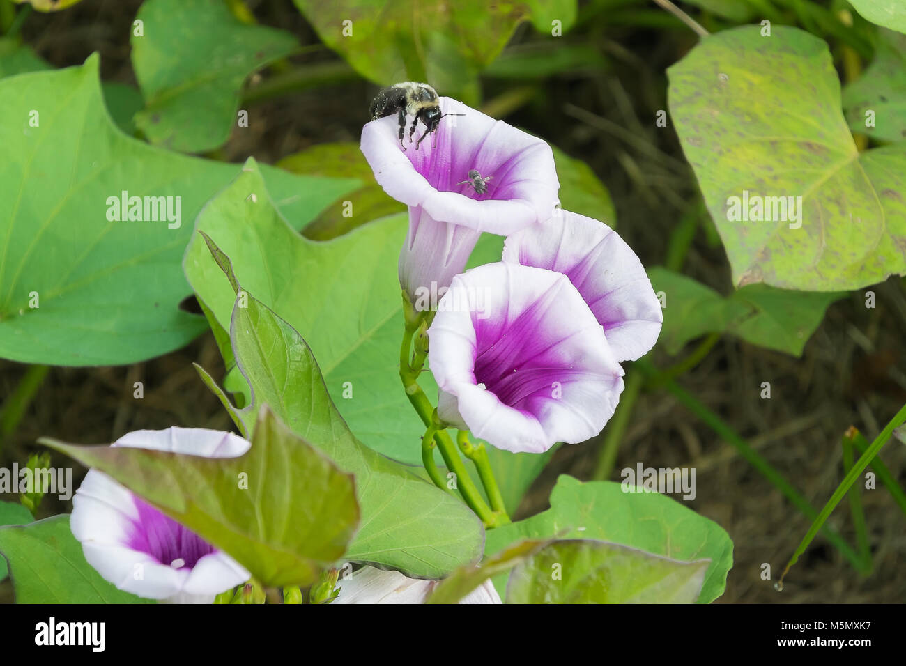 Sweet Potato Flower