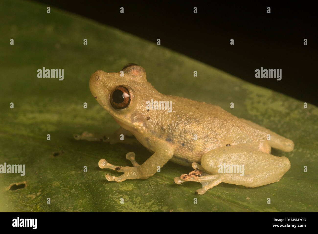 A small neotropical tree frog from the Scinax genus Stock Photo - Alamy