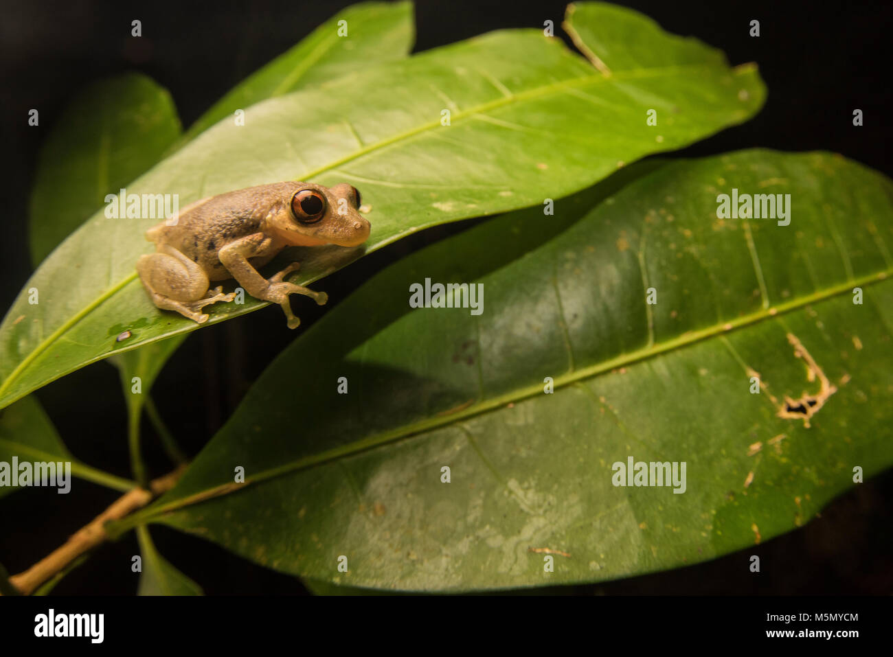 A small neotropical tree frog from the Scinax genus Stock Photo - Alamy