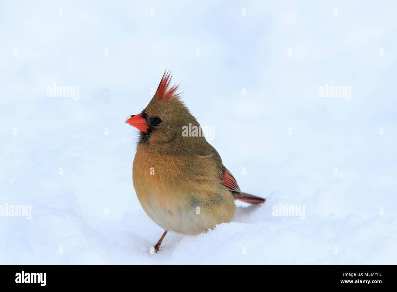 Red cardinal snow hi-res stock photography and images - Alamy