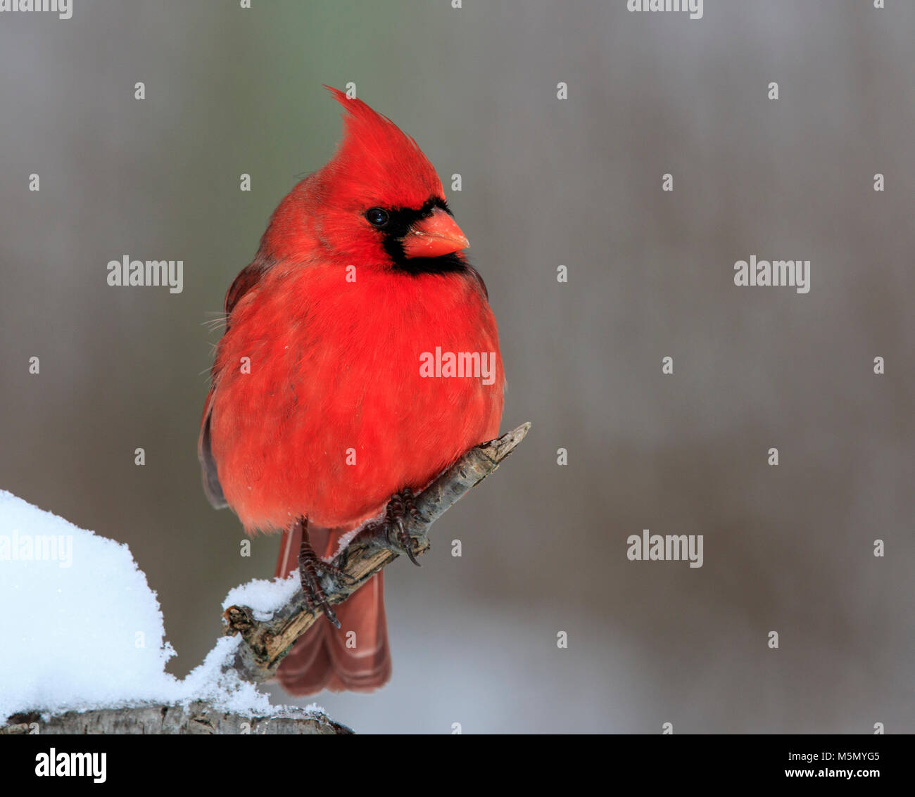 Male red cardinal winter hi-res stock photography and images - Alamy