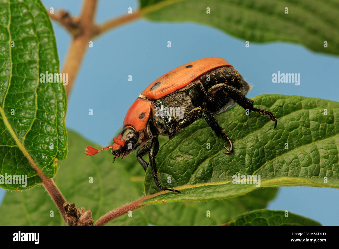 Grapevine beetle, (Pelidnota punctata) crawling through foliage Stock ...