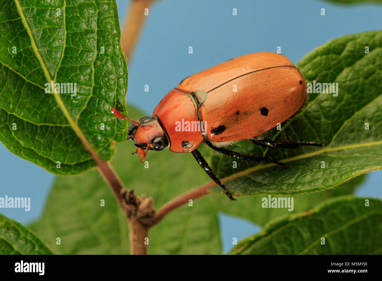 Spotted grapevine beetle hi-res stock photography and images - Alamy