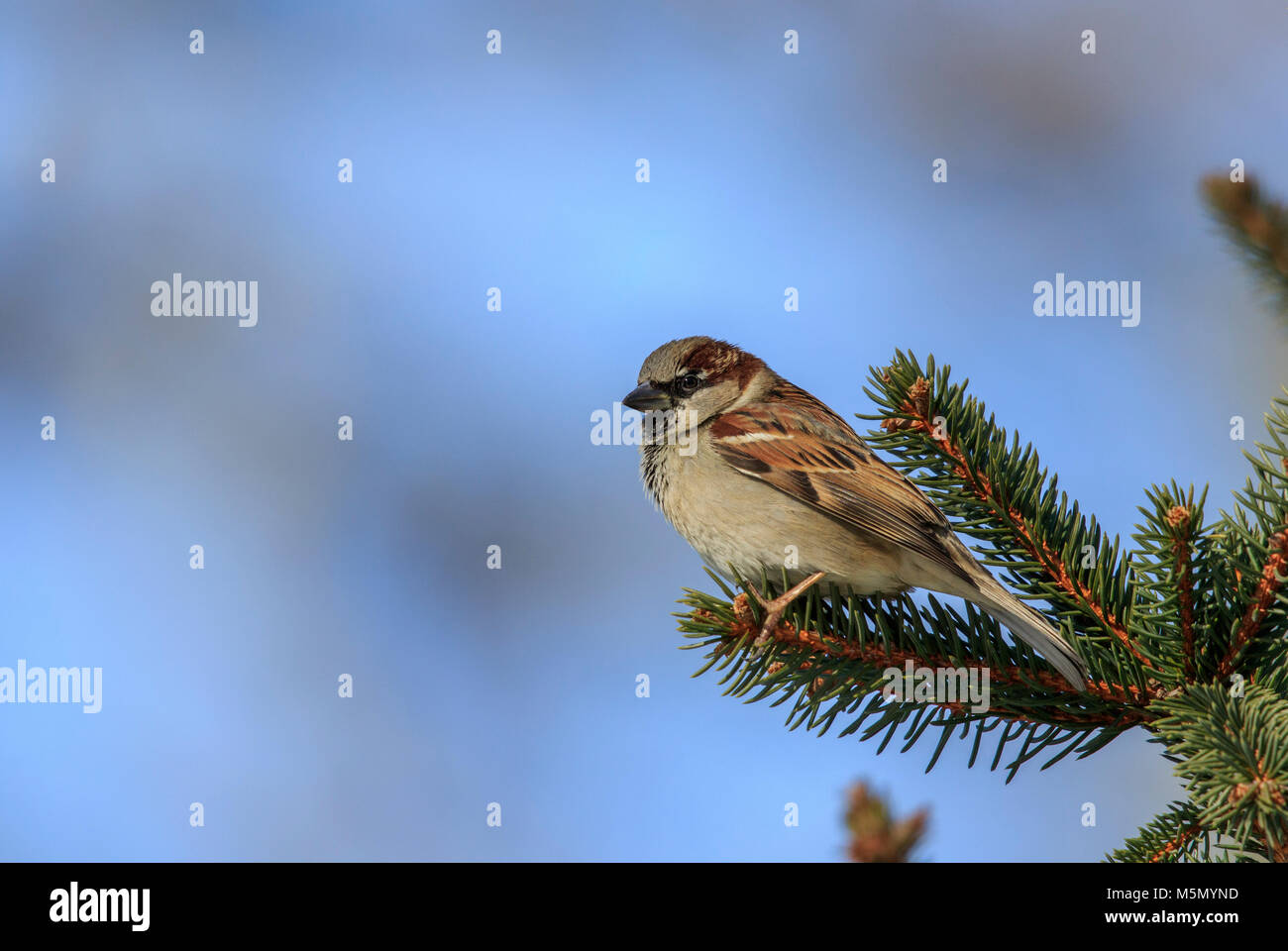 House sparrow (Passer domesticus Stock Photo - Alamy