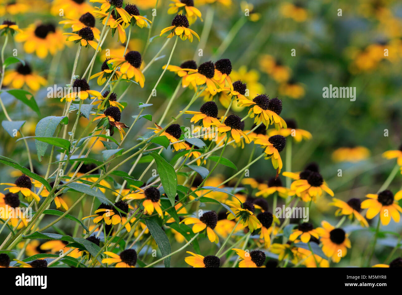 Black-eyed susans (Rudbeckia hirta Stock Photo - Alamy