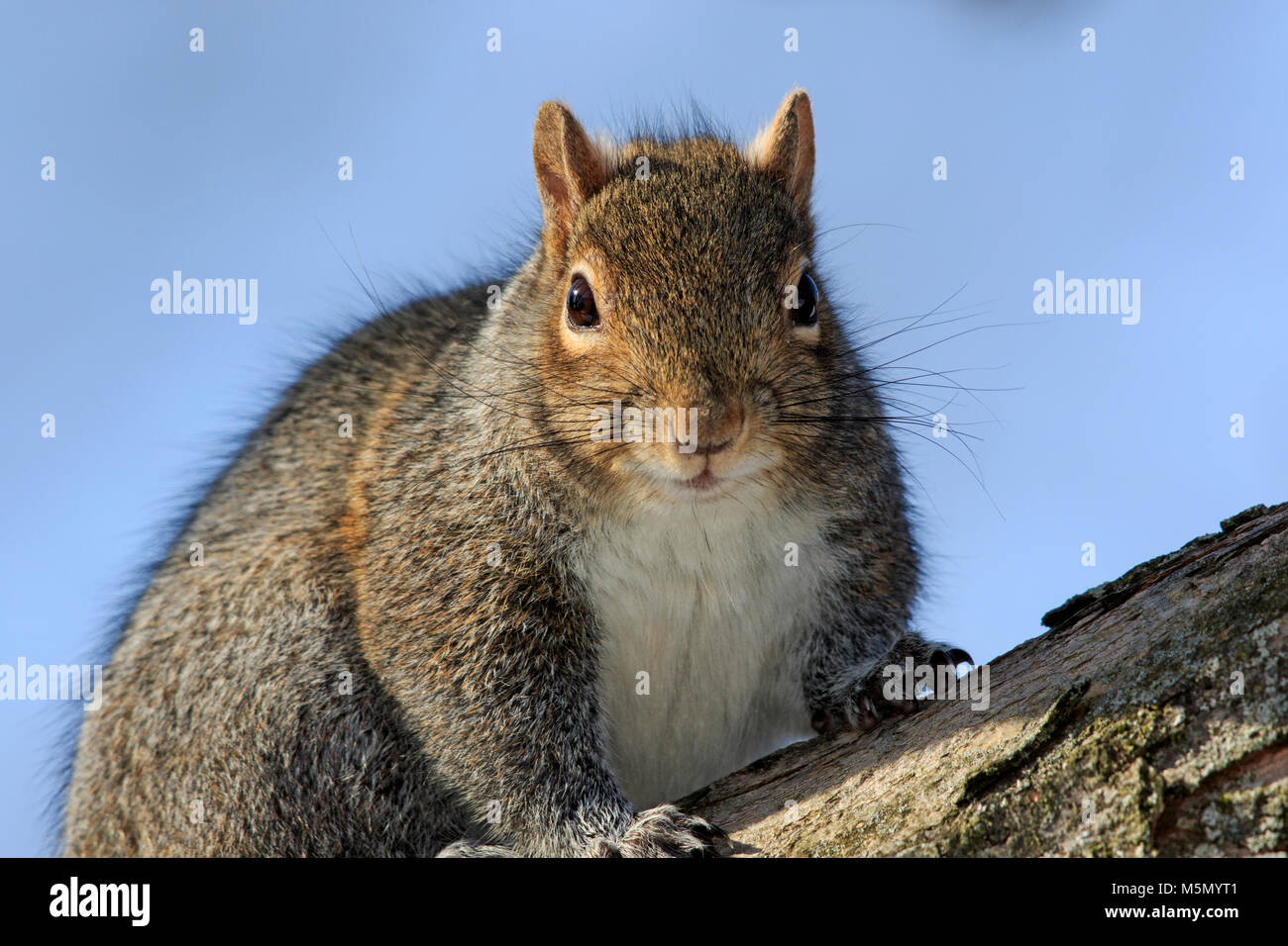 Eastern gray squirrel (Sciurus carolinensis Stock Photo - Alamy