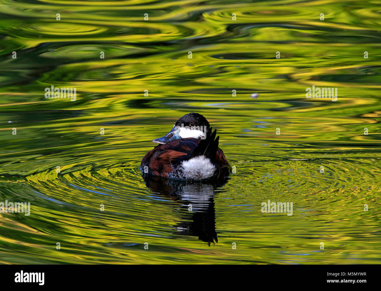 Oxyura hi-res stock photography and images - Alamy