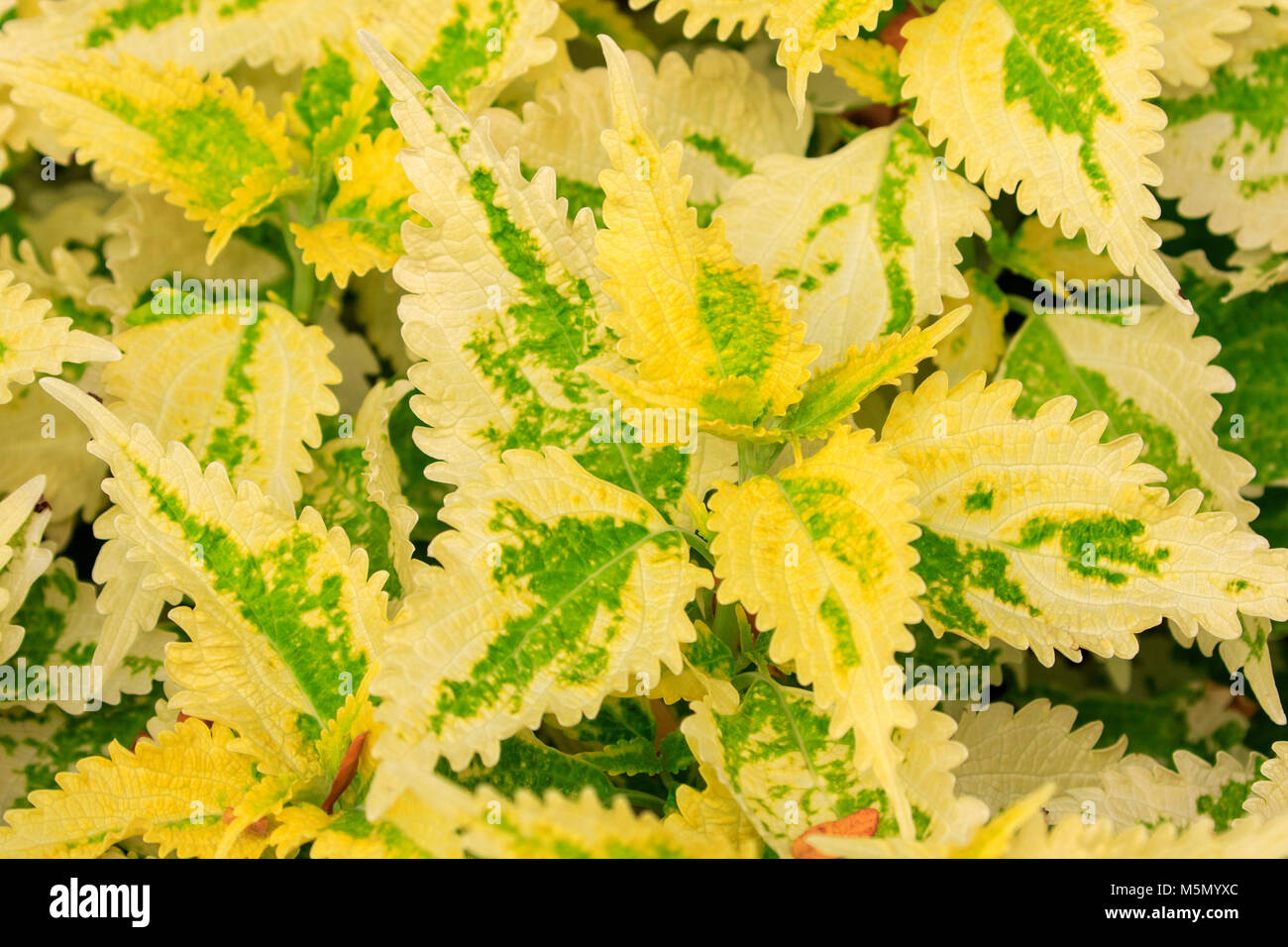 Yellow and green coleus leaves Stock Photo - Alamy