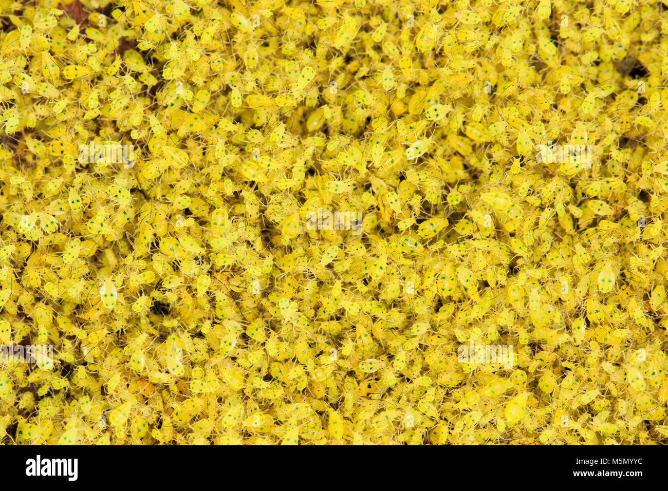 Aphids (Aphididae sp Stock Photo - Alamy