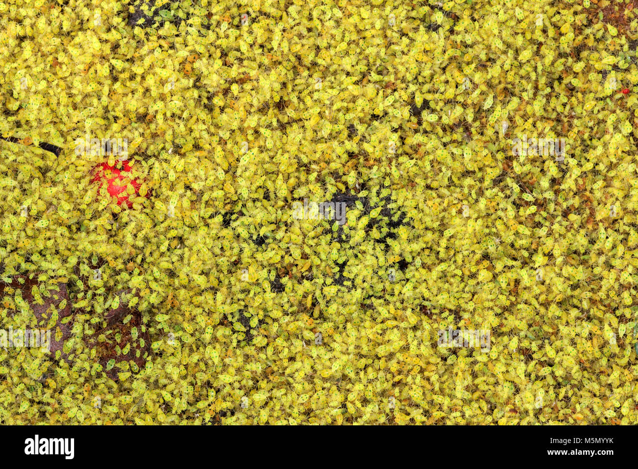 Aphids (Aphididae sp Stock Photo - Alamy