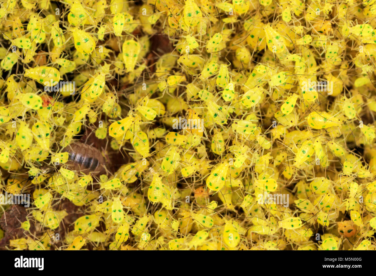 Aphids (Aphididae sp Stock Photo - Alamy