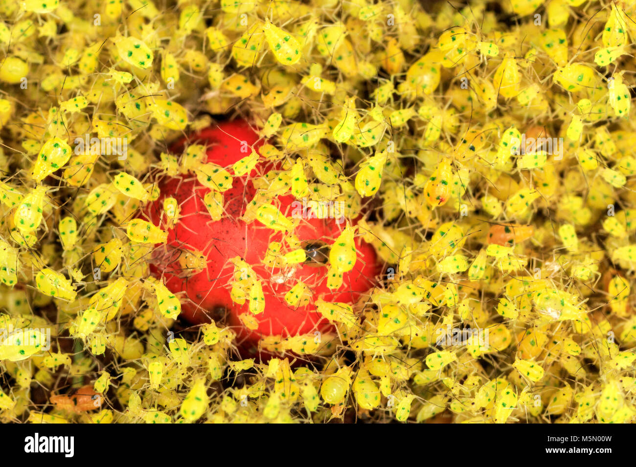 Aphids (Aphididae sp Stock Photo - Alamy