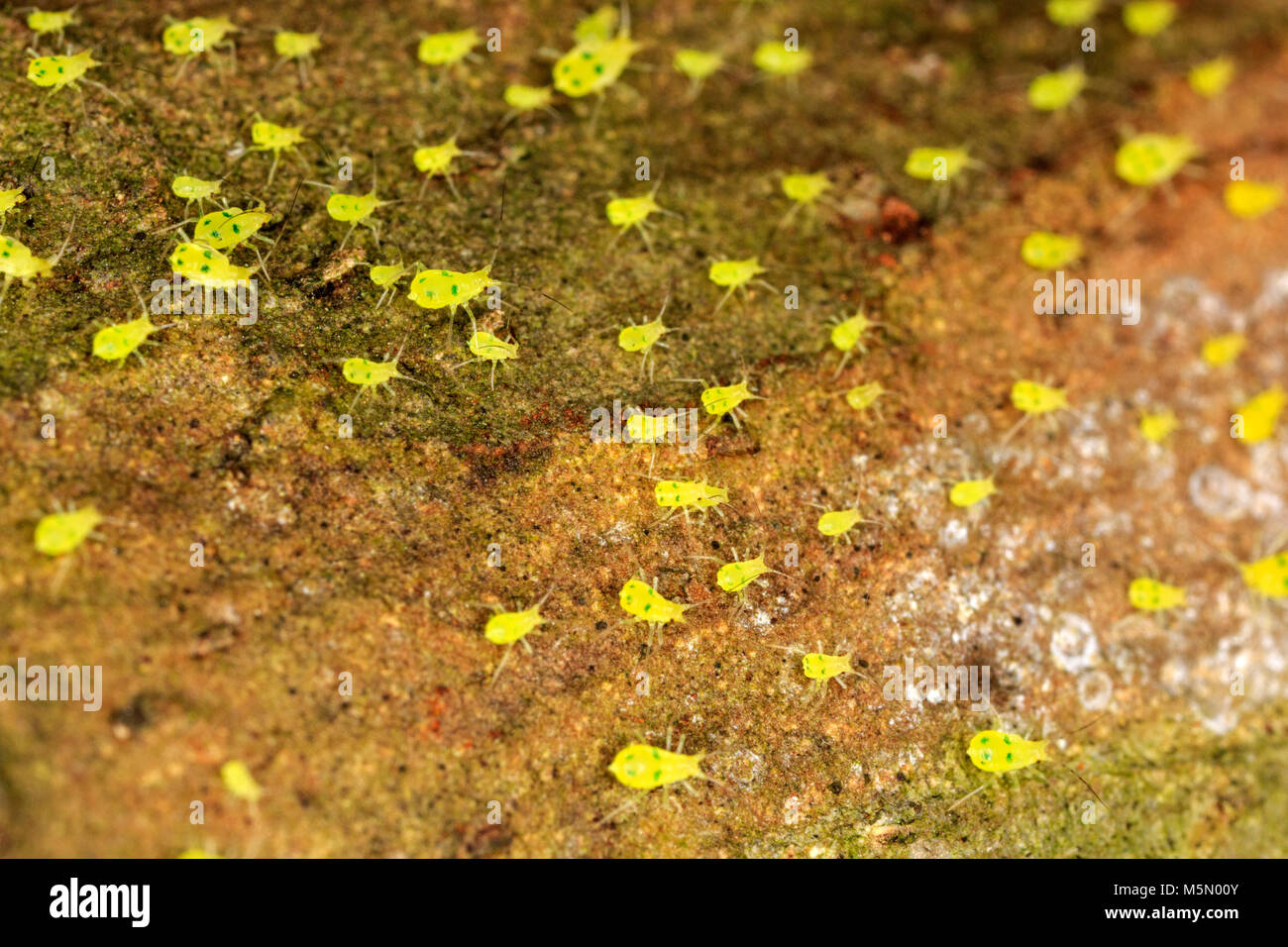 Aphids (Aphididae sp Stock Photo - Alamy