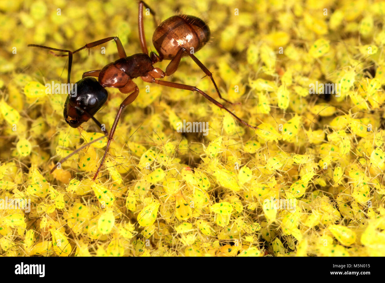 Aphids (Aphididae sp Stock Photo - Alamy