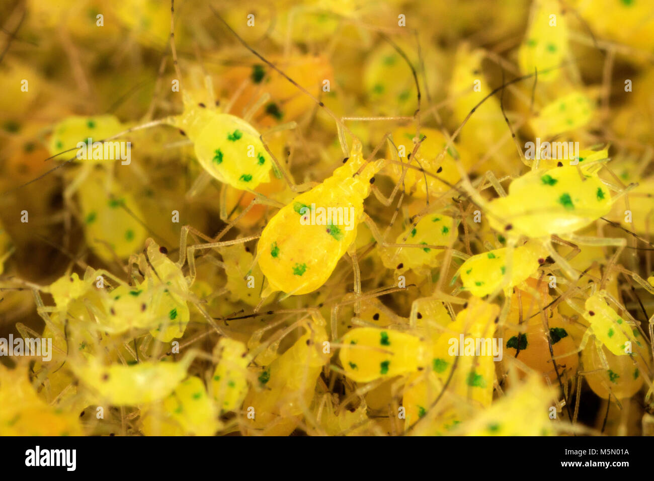 Aphids (Aphididae sp Stock Photo - Alamy