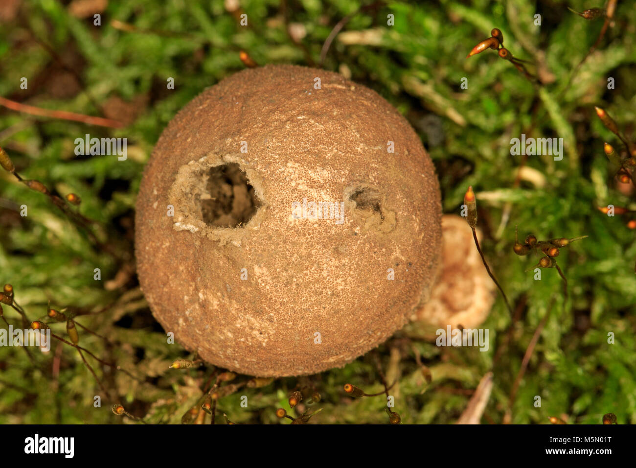 Old, dried puffballs on a log Stock Photo - Alamy