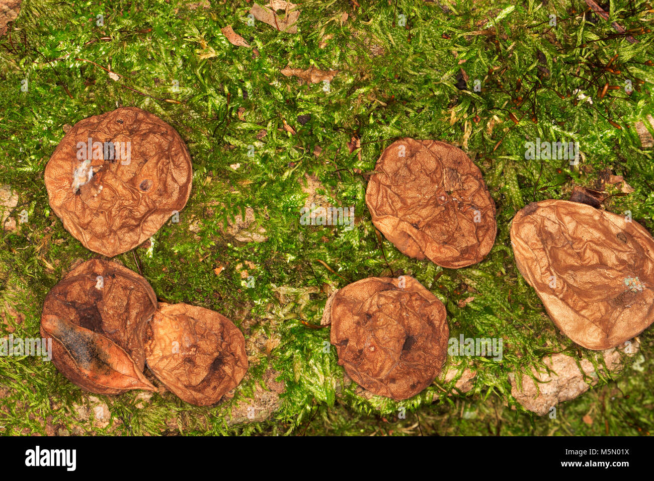 Old puffballs on mossy log Stock Photo - Alamy