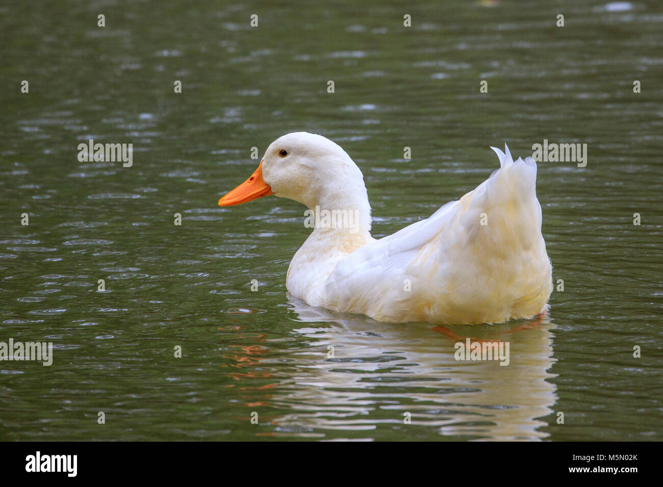 Domesticated mallard duck on a pond Stock Photo - Alamy