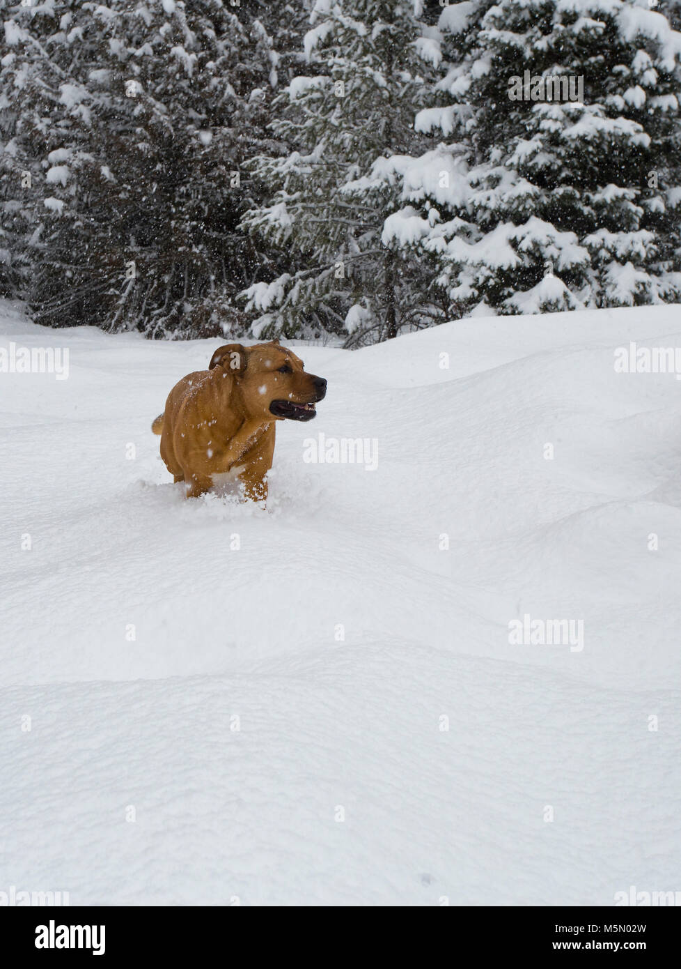 A red, mixed breed dog, walking through a marshy area along Bull River ...