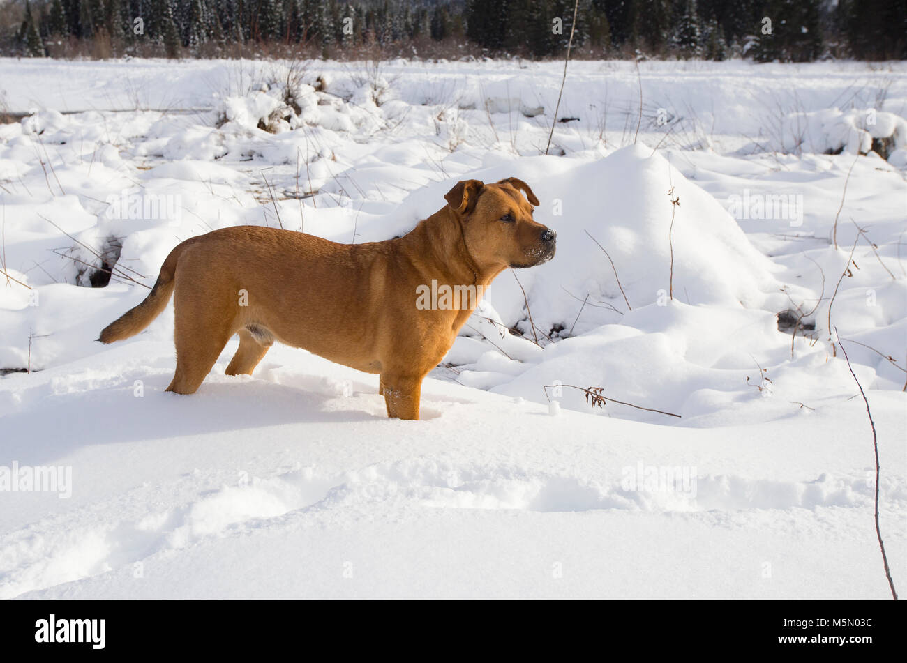 A red, mixed breed dog,, standing in the snow, in a marshy area of Bull ...
