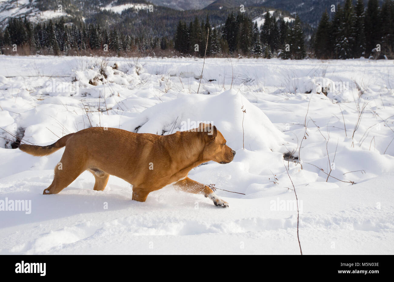 Exploring stalking hi-res stock photography and images - Alamy