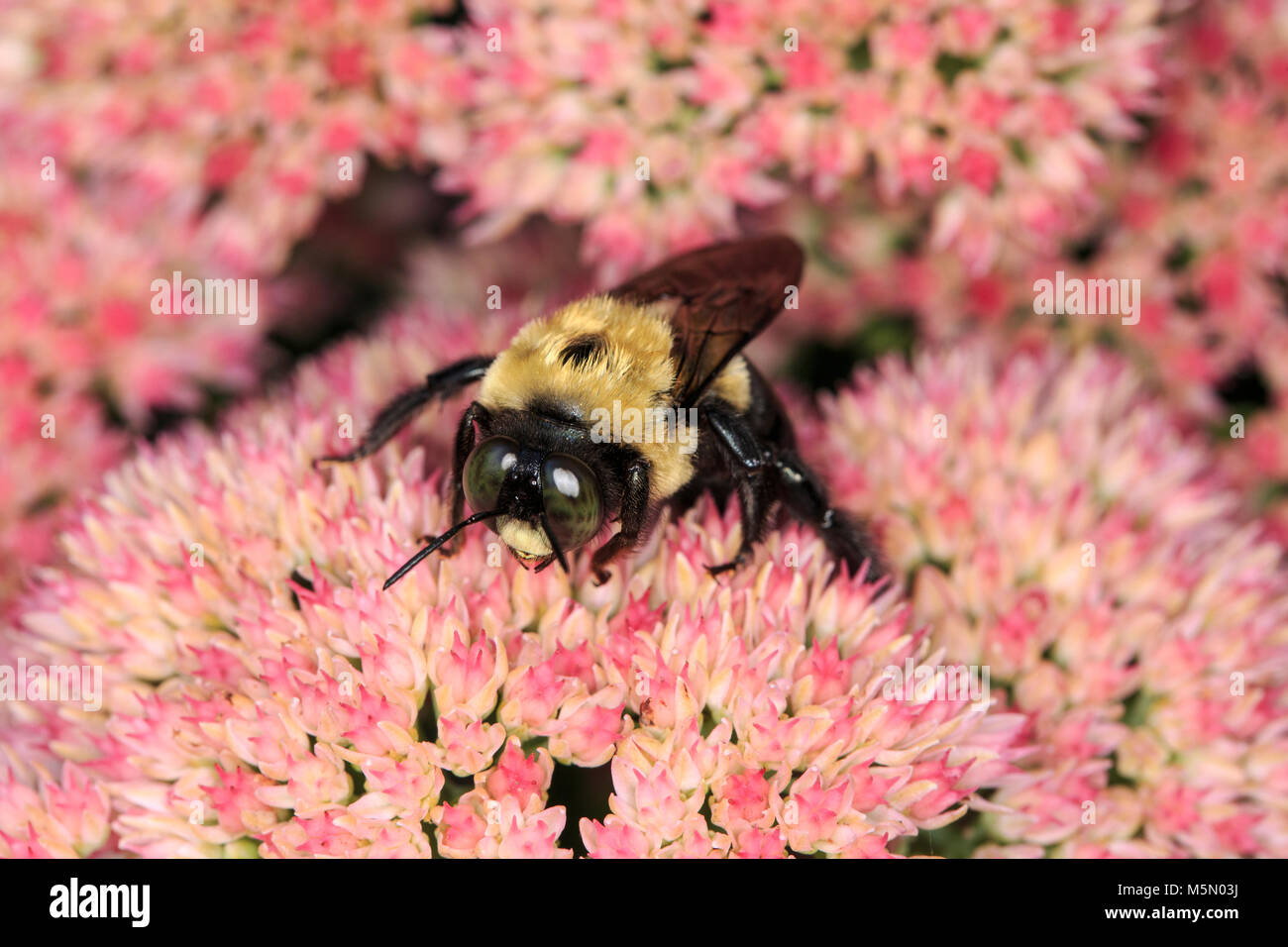 Male Eastern Carpenter Bee (Xylocopa virginica) nectaring on a flower ...