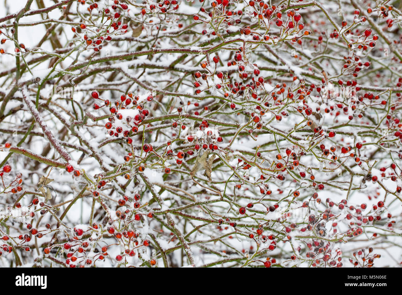 Snow on wild rose pips Stock Photo - Alamy