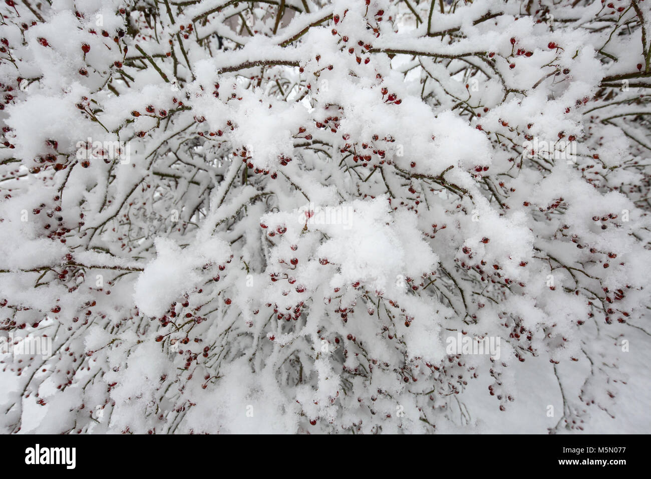 Snow on wild rose pips Stock Photo - Alamy