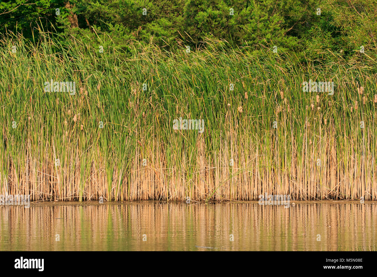 Cattails at the edge of a pond Stock Photo - Alamy