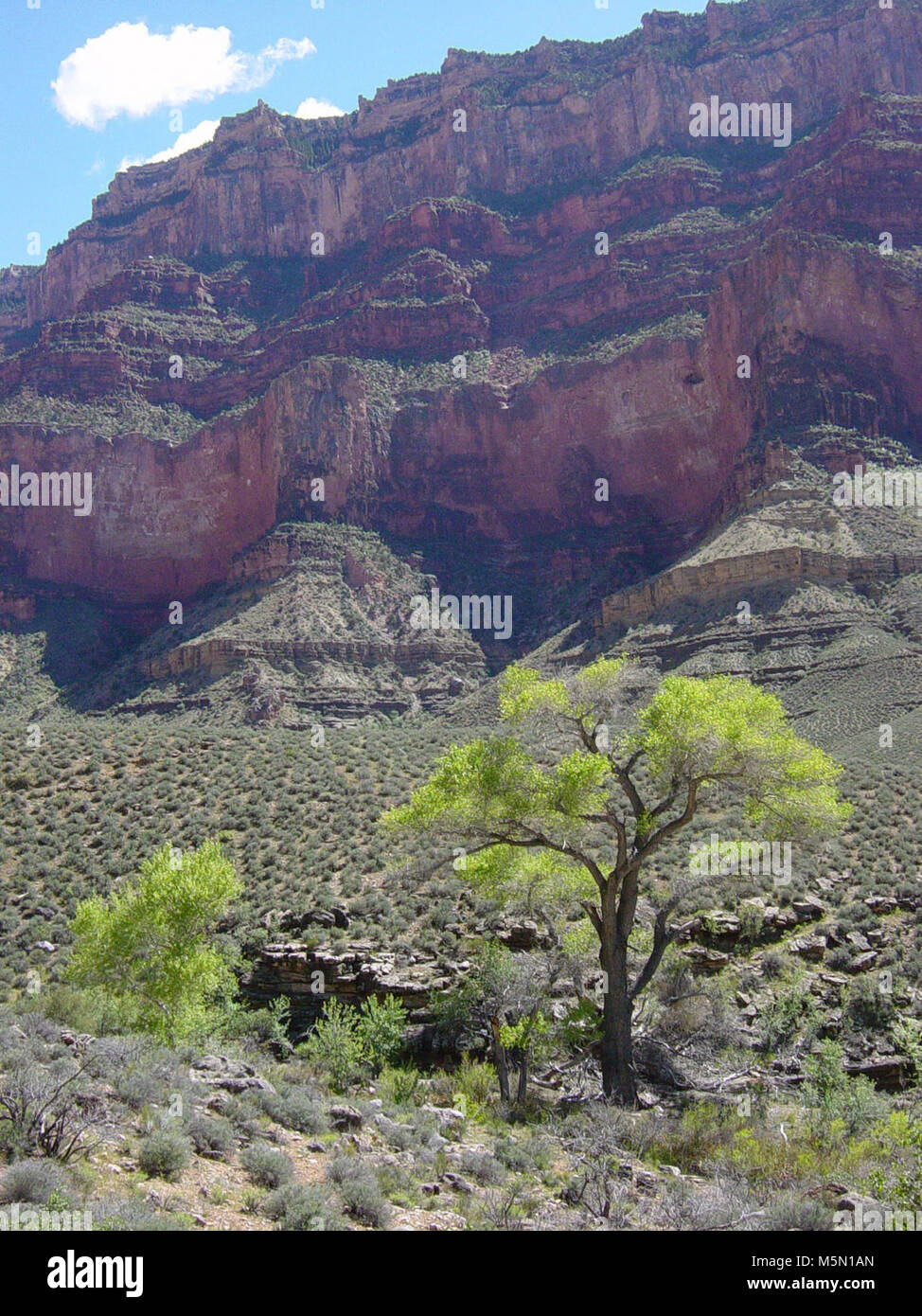 D Grand CanyonTonto Trail Scenic . COTTONWOOD TREES GROWING AT BURRO ...