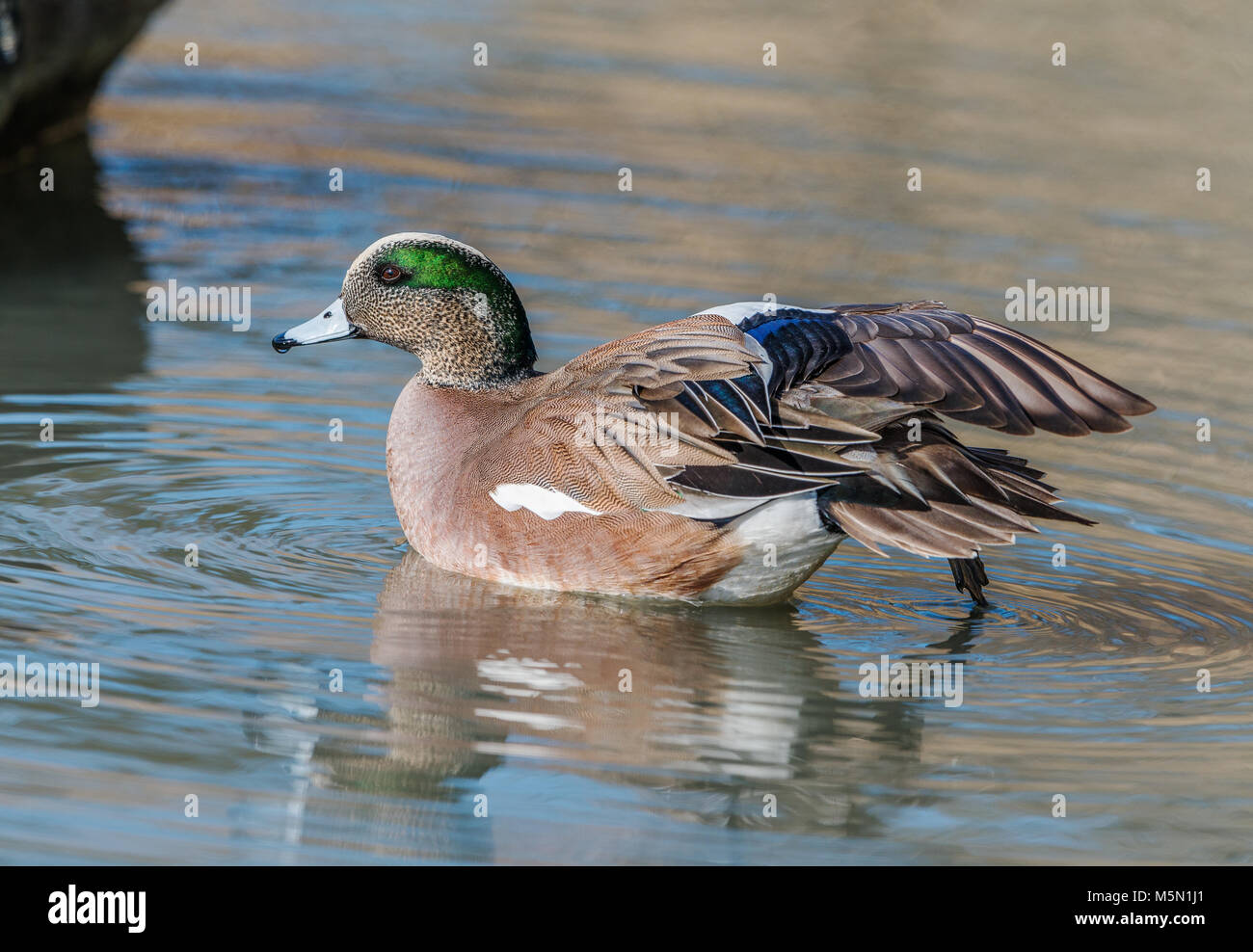 Male American Wigeon (Anas americana) at George C. Reifel Migratory ...