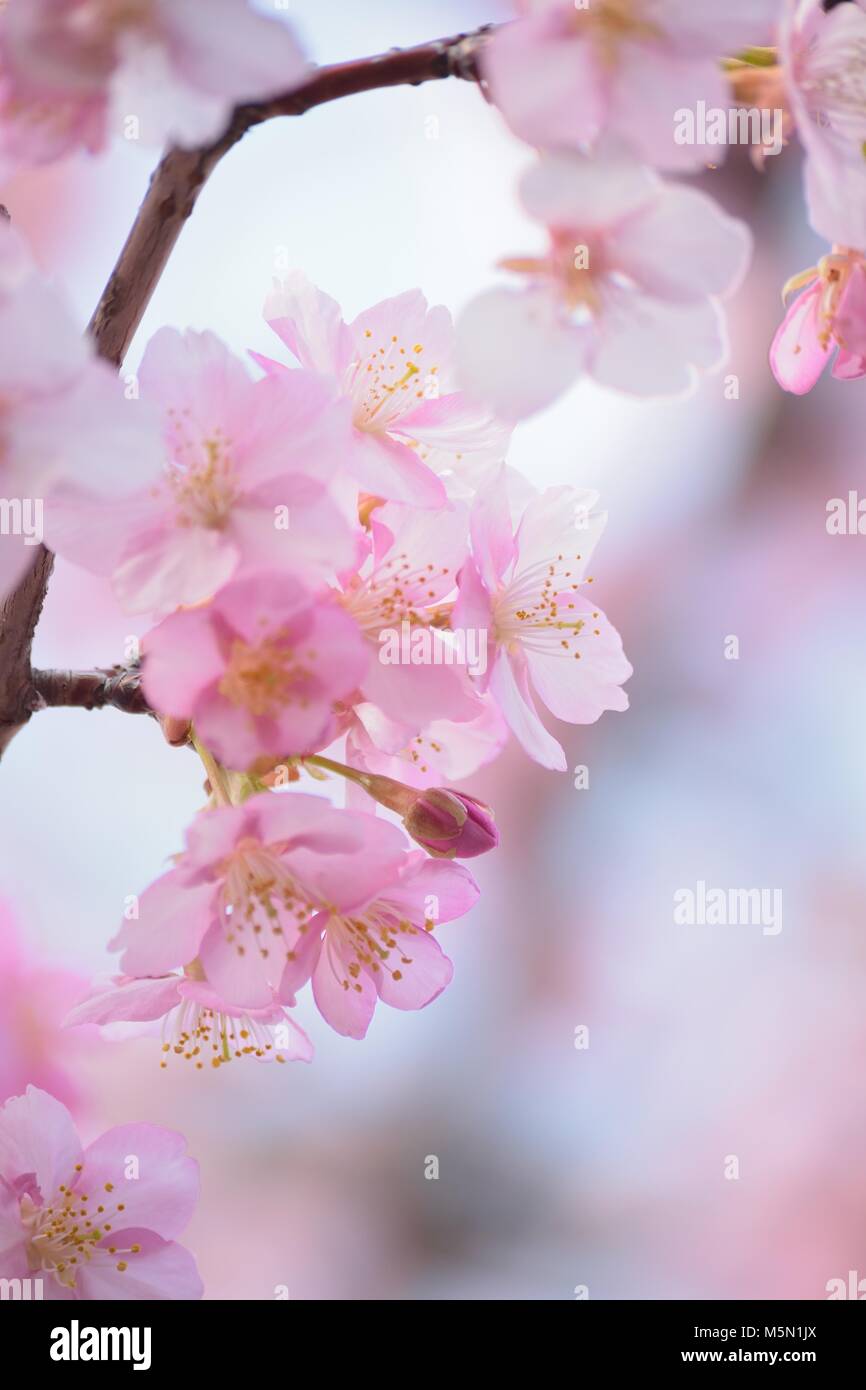 Macro texture of Japanese Pink Cherry Blossoms Stock Photo - Alamy