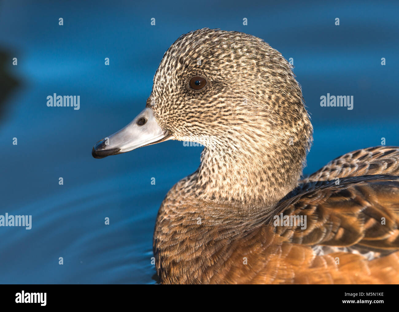 American wigeon female hen hi-res stock photography and images - Alamy